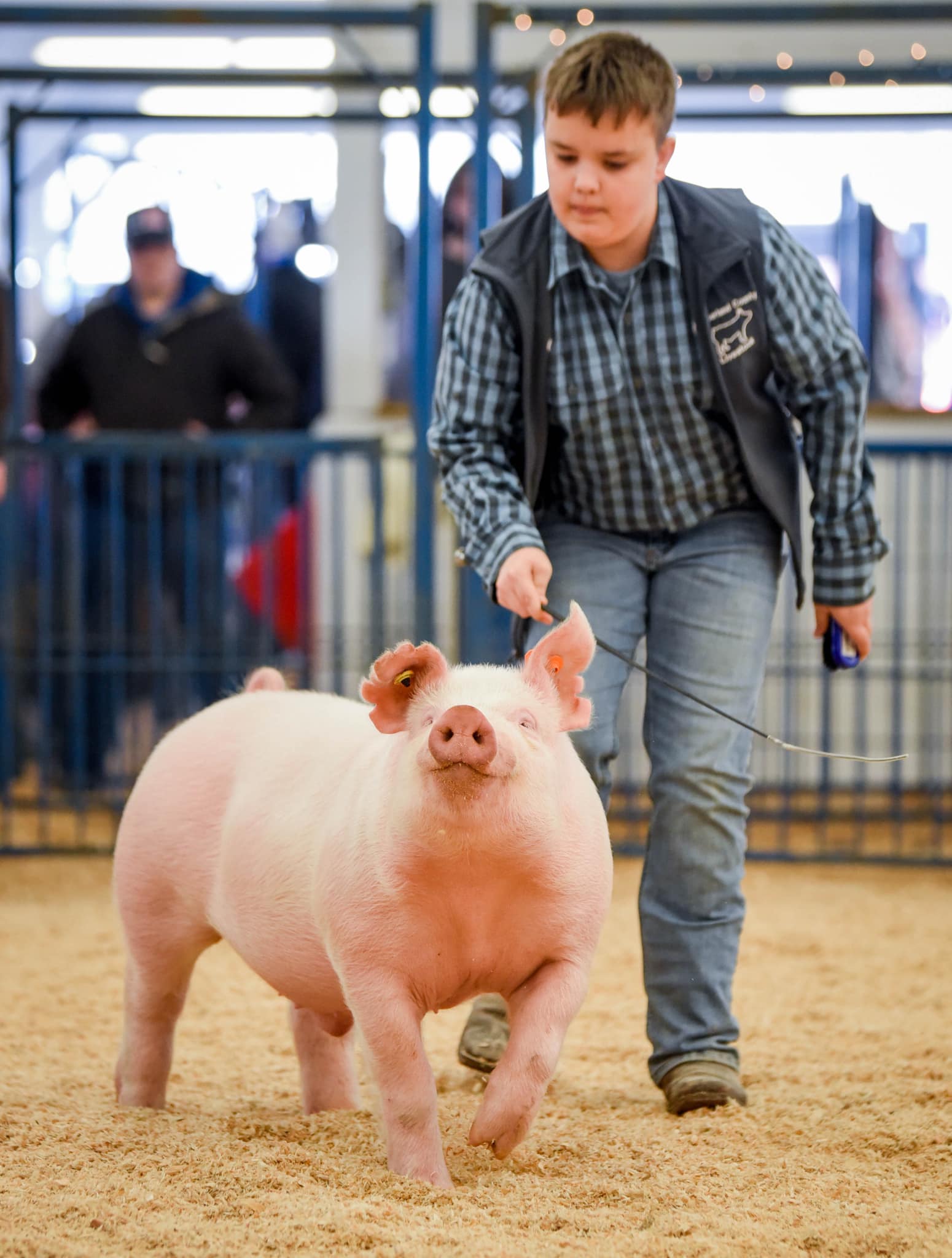 4-H Livestock | Cumberland County