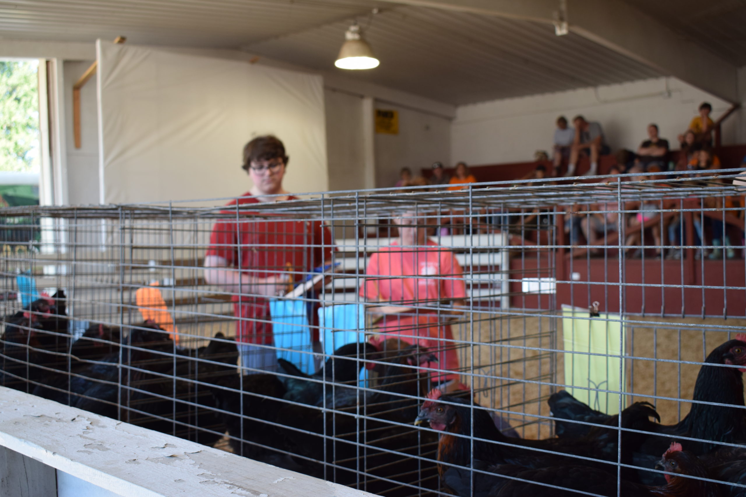 4-H Chick Chain | Cumberland County