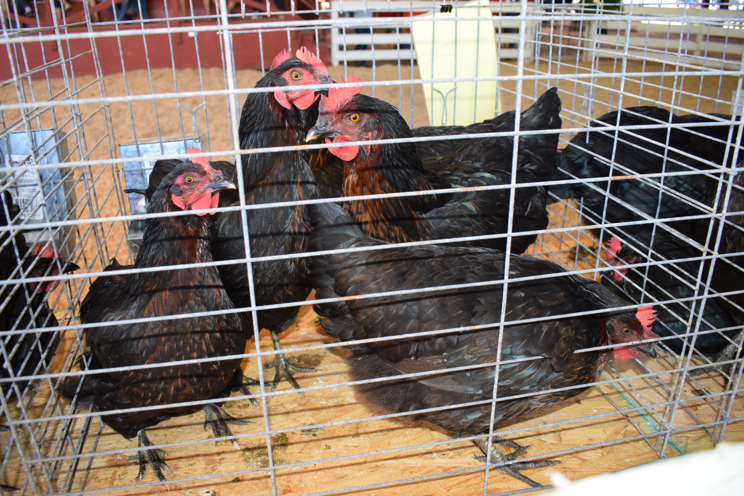 4-H Chick Chain | Cumberland County
