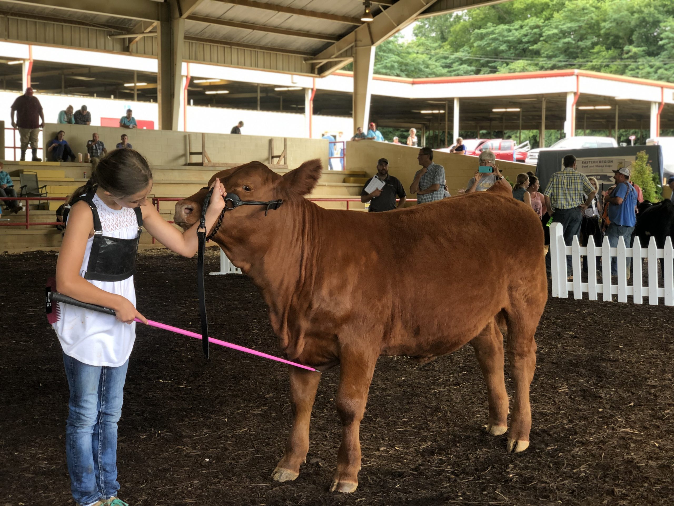 4-H Livestock | Cumberland County
